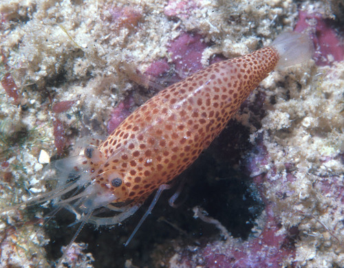 Hawaiian Barrel Shrimp (Gnathophyllum precipuum) · iNaturalist