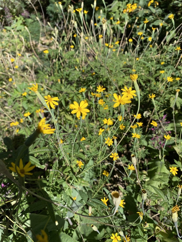 Tagetes lacera from Los Cabos, BCS, MX on November 21, 2020 at 11:43 AM ...