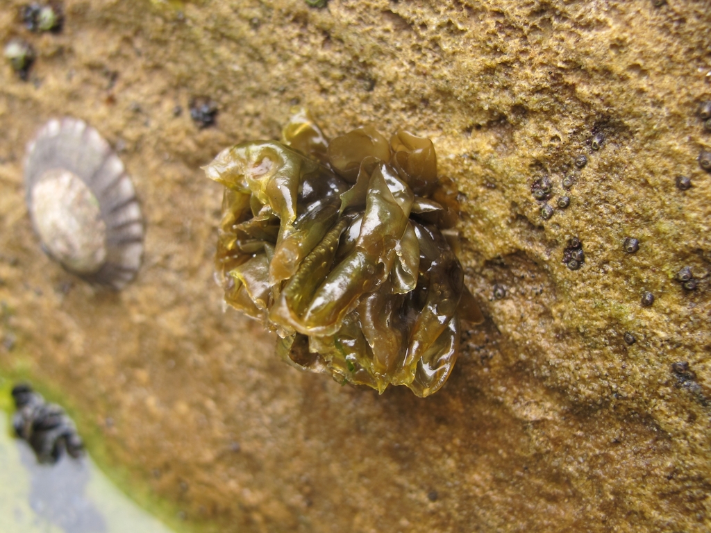 Pyropia (Biodiversidad Marina Intermareal PIMCPA ) · iNaturalist