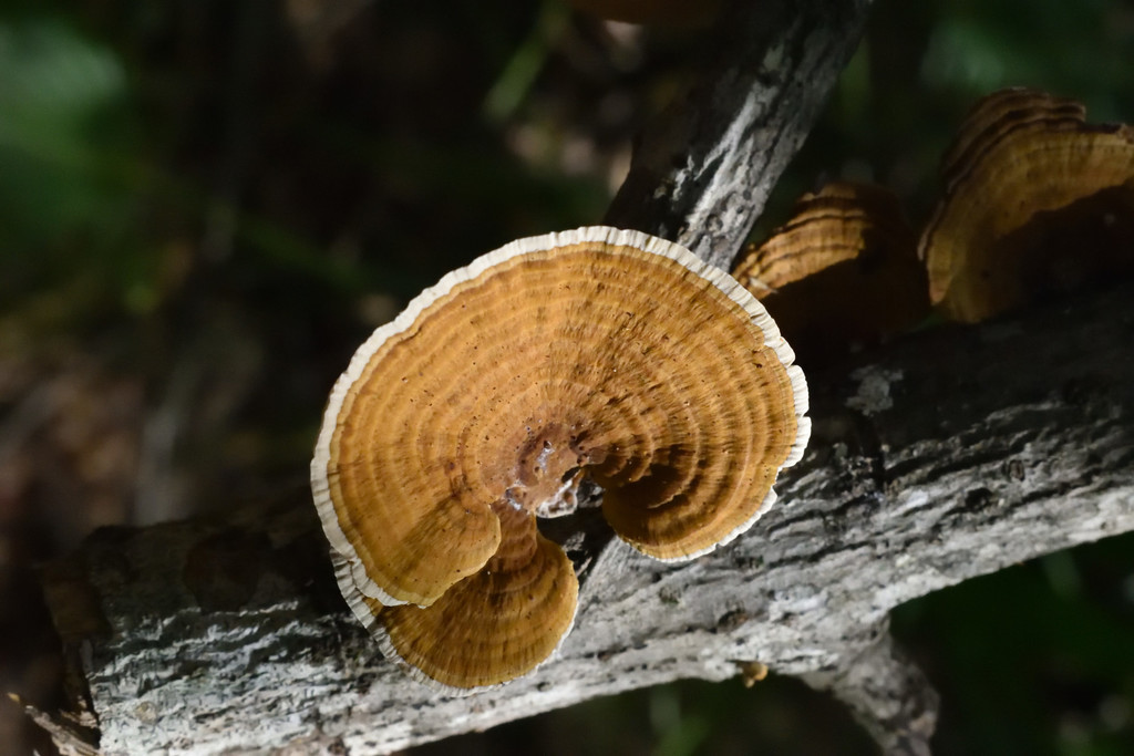 Bracket Fungi from 6261 Guynell Dr, Baton Rouge, LA 70811, USA on ...