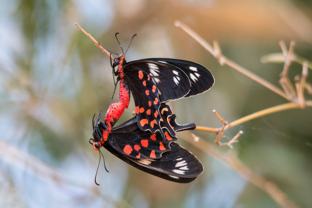Red Swallowtail Butterfly