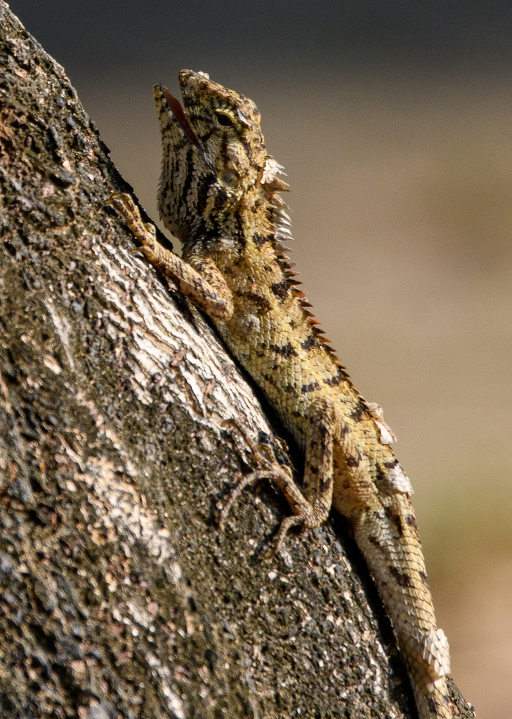 Oriental Garden Lizard from Discovery Bay, Hong Kong on November 1 ...