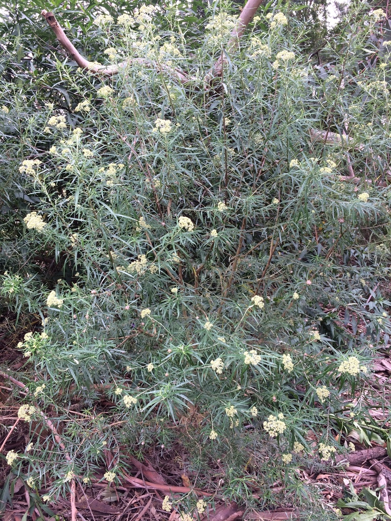 Tree Everlasting from Melbourne VIC, Australia on November 24, 2020 at ...
