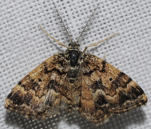 Genus Oar · iNaturalist