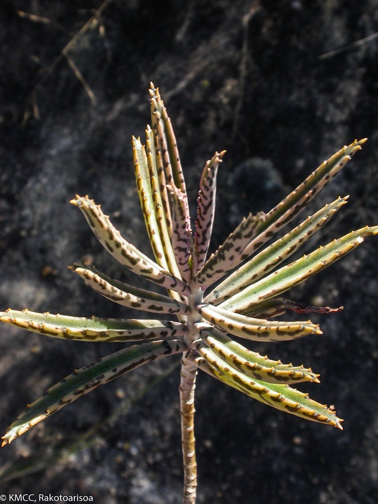 Bryophyllum from Bezaha on September 18, 2004 by Solofo Eric ...