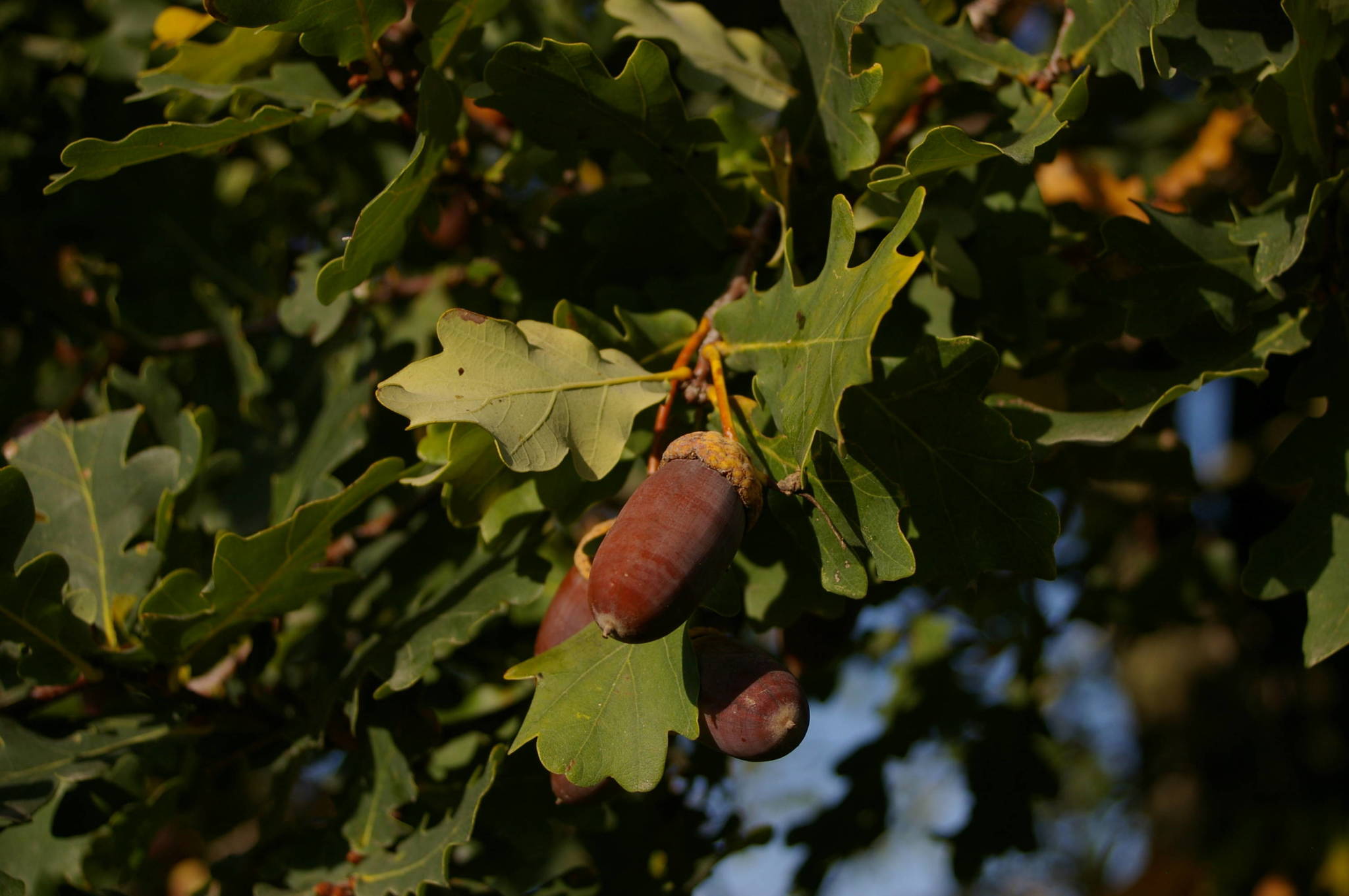 Quercus robur subsp. robur