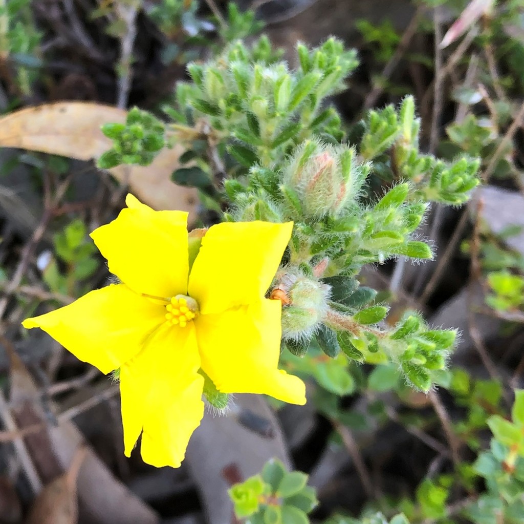 guinea-flowers from Padthaway SA 5271, Australia on November 24, 2020 ...