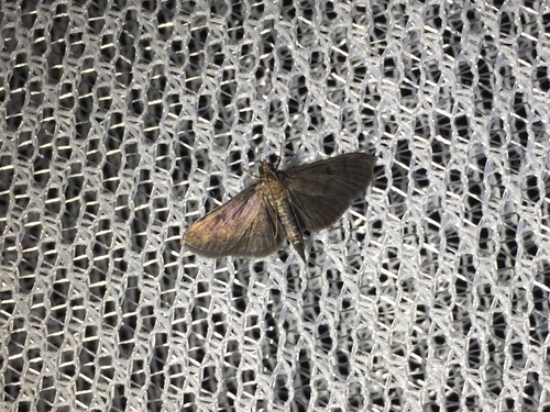 Omiodes similis · iNaturalist
