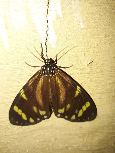 Chetone salvini · iNaturalist