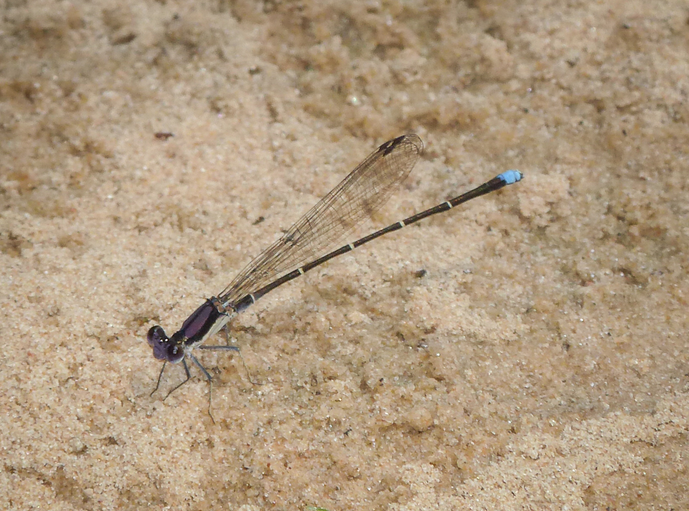 Blue-tipped Dancer (Dragonflies and Damselflies of Alabama) · iNaturalist