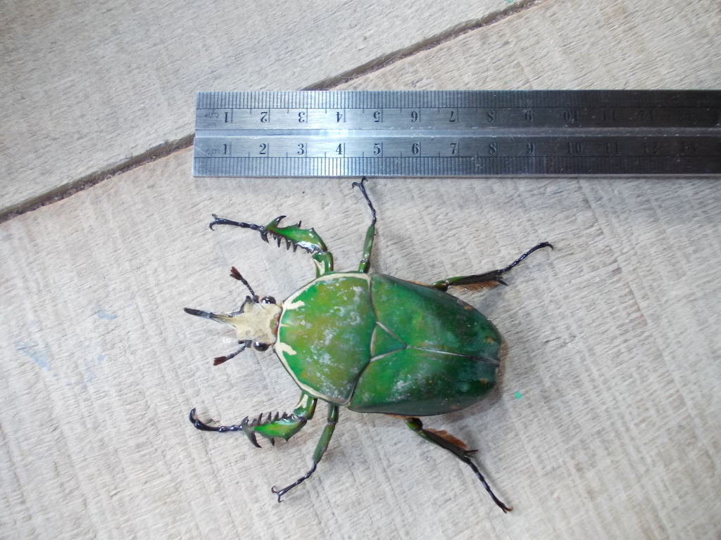 Mecynorhina torquata torquata from Bayanga, Djomo, Central African Republic on July 03, 2011 at ...