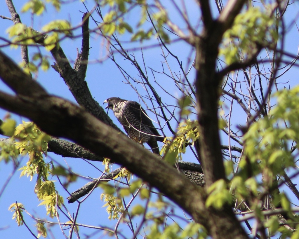 Peregrine Falcon from Northwest Washington, Washington, DC, USA on ...