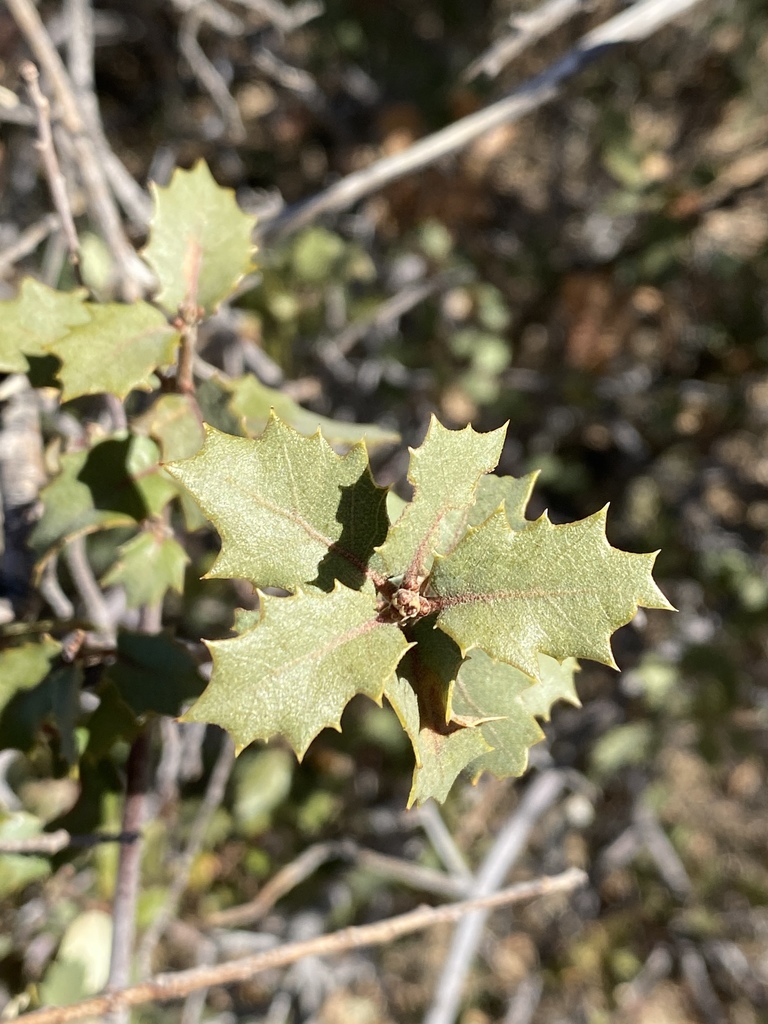 Sonoran scrub oak from Tecate, BC , MX on November 23, 2020 at 11:58 AM ...