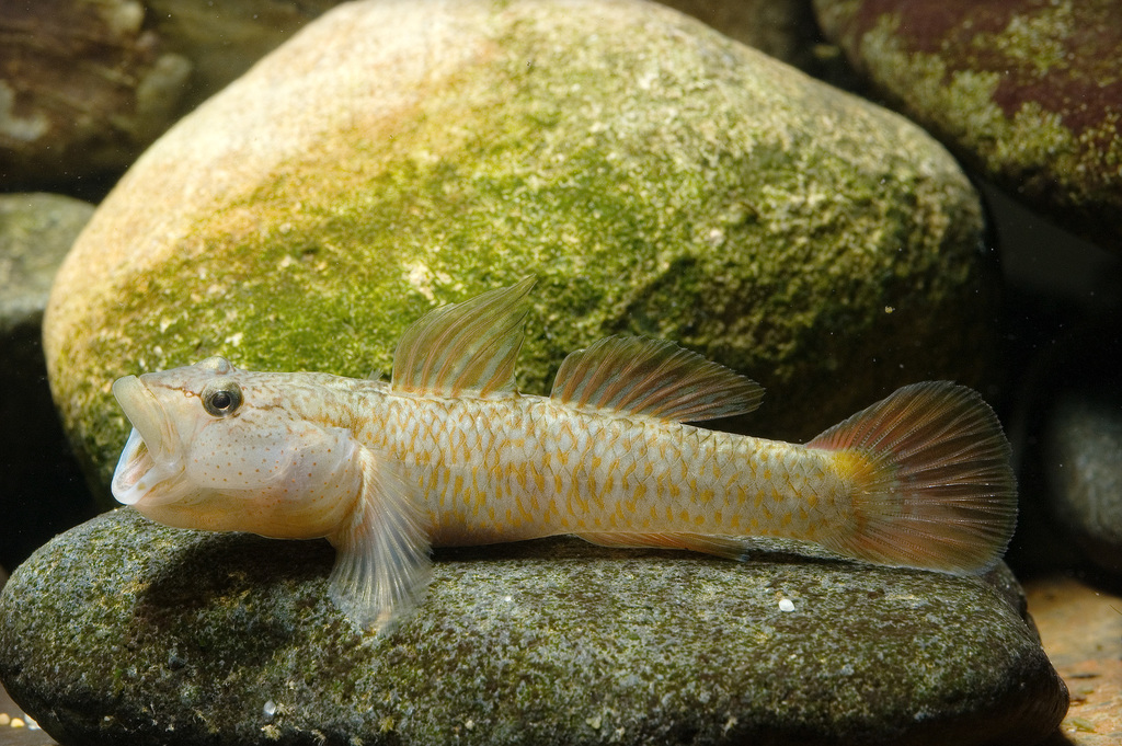 Lizard Goby (Rhinogobius flumineus) - Marine Life Identification