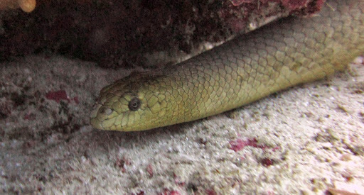 Olive Sea Snake (Aipysurus laevis) - Snakes and Lizards