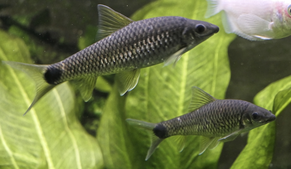 Silver Flying Fox (Crossocheilus reticulatus) - Marine Life Identification