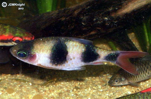 Arulius Barb (Dawkinsia arulius) · iNaturalist