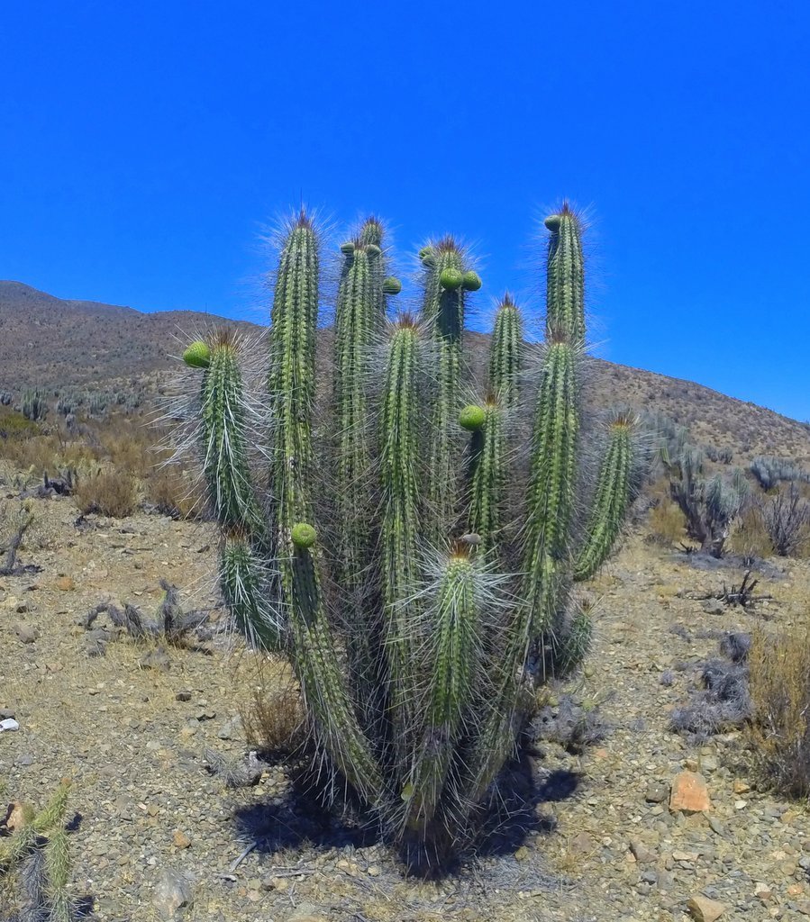 Eulychnia acida (Flora cuarta región) · iNaturalist