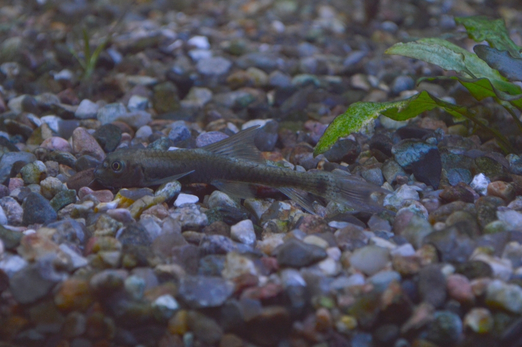Garras (Garra) - Marine Life Identification