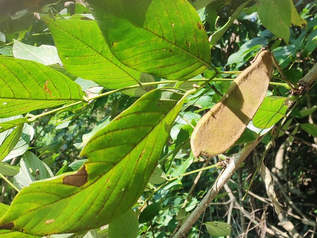 (Millettia extensa) - Botanical Realm