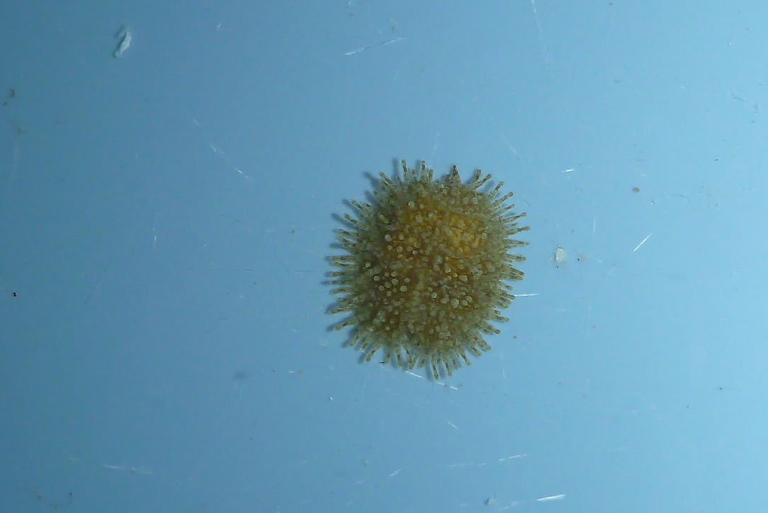 Pinufius rebus Er.Marcus & Ev.Marcus, 1960