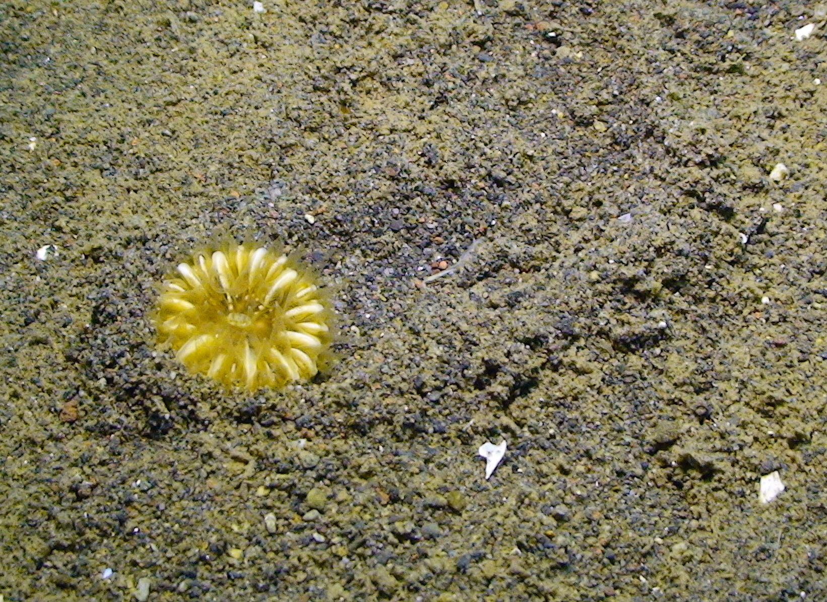 Heterocyathus aequicostatus Milne Edwards & Haime, 1848