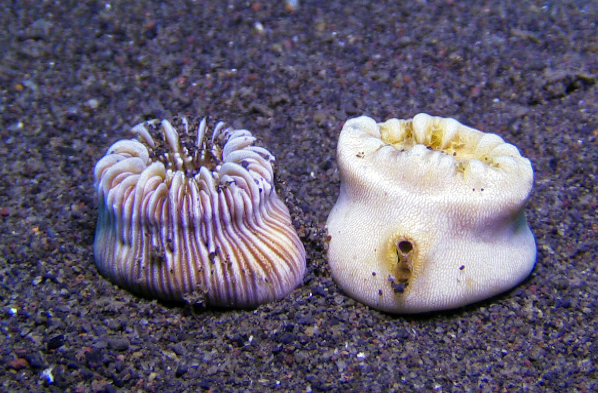 Heterocyathus aequicostatus Milne Edwards & Haime, 1848
