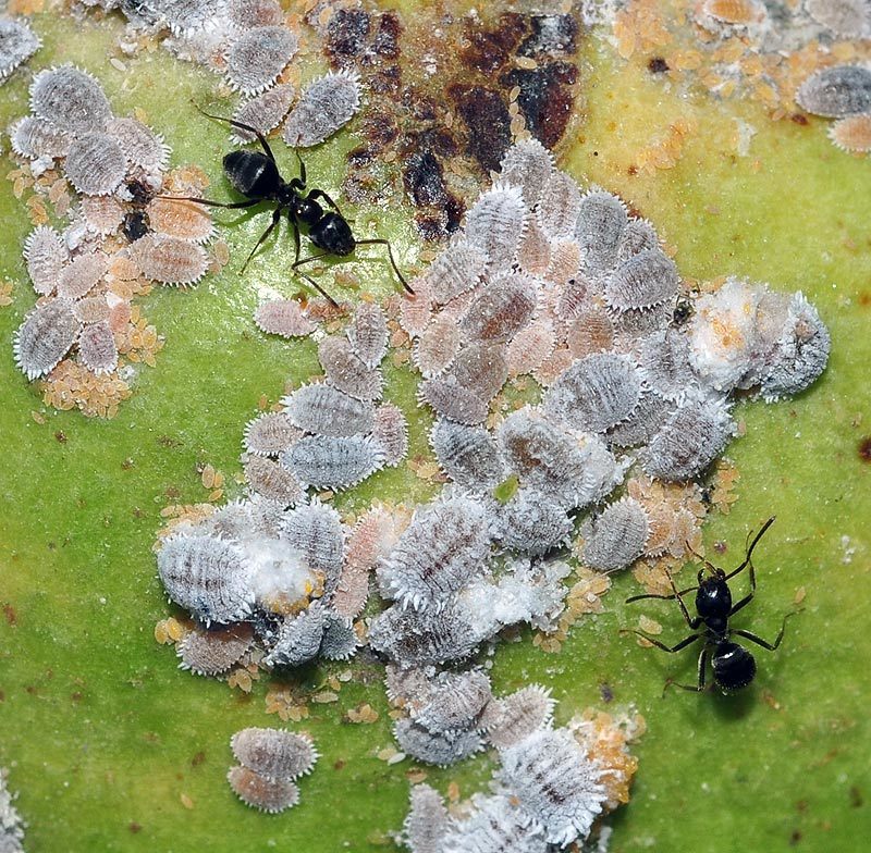 Planococcus citri (Risso, 1813)