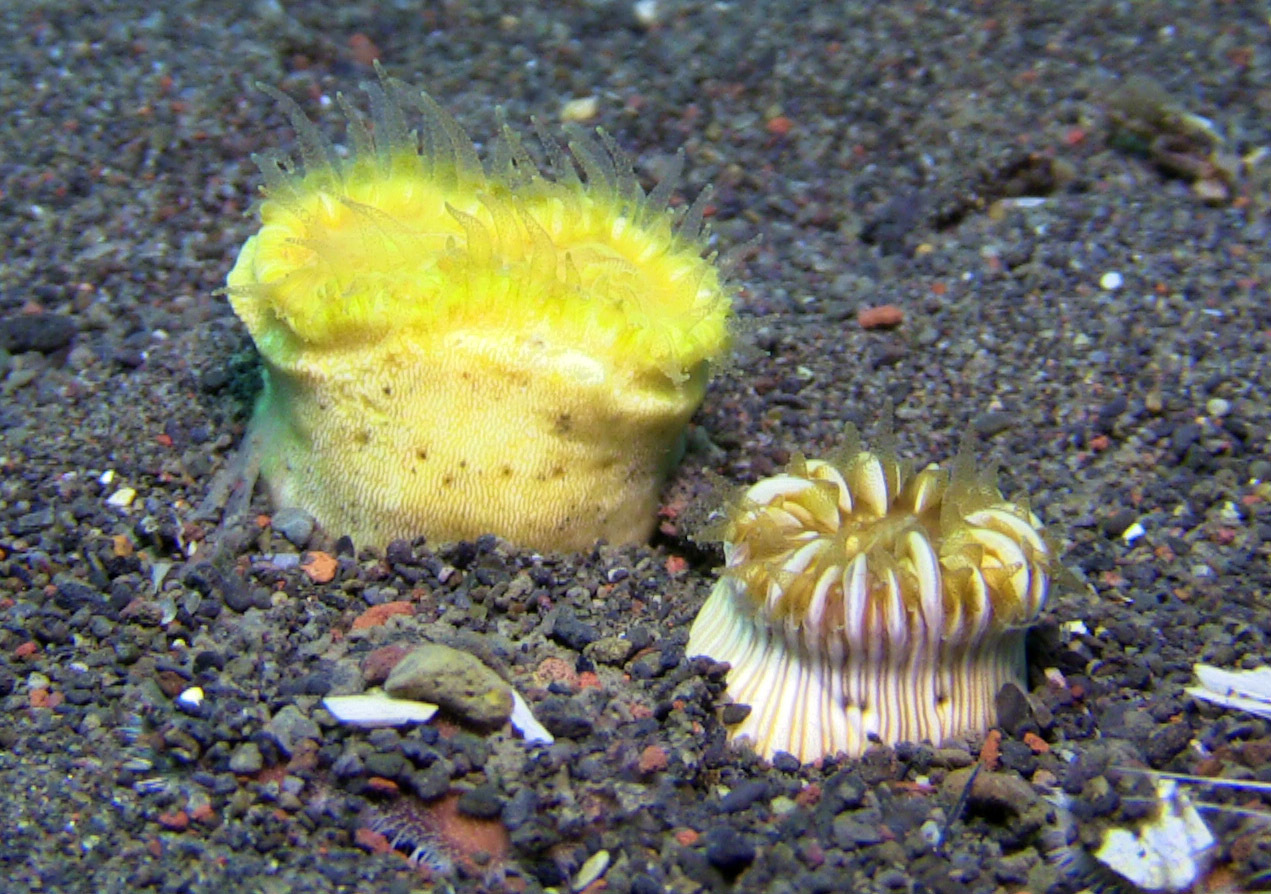 Heterocyathus aequicostatus Milne Edwards & Haime, 1848