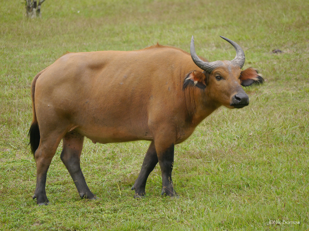 Forest Buffalo (Syncerus caffer nanus) - Know Your Mammals