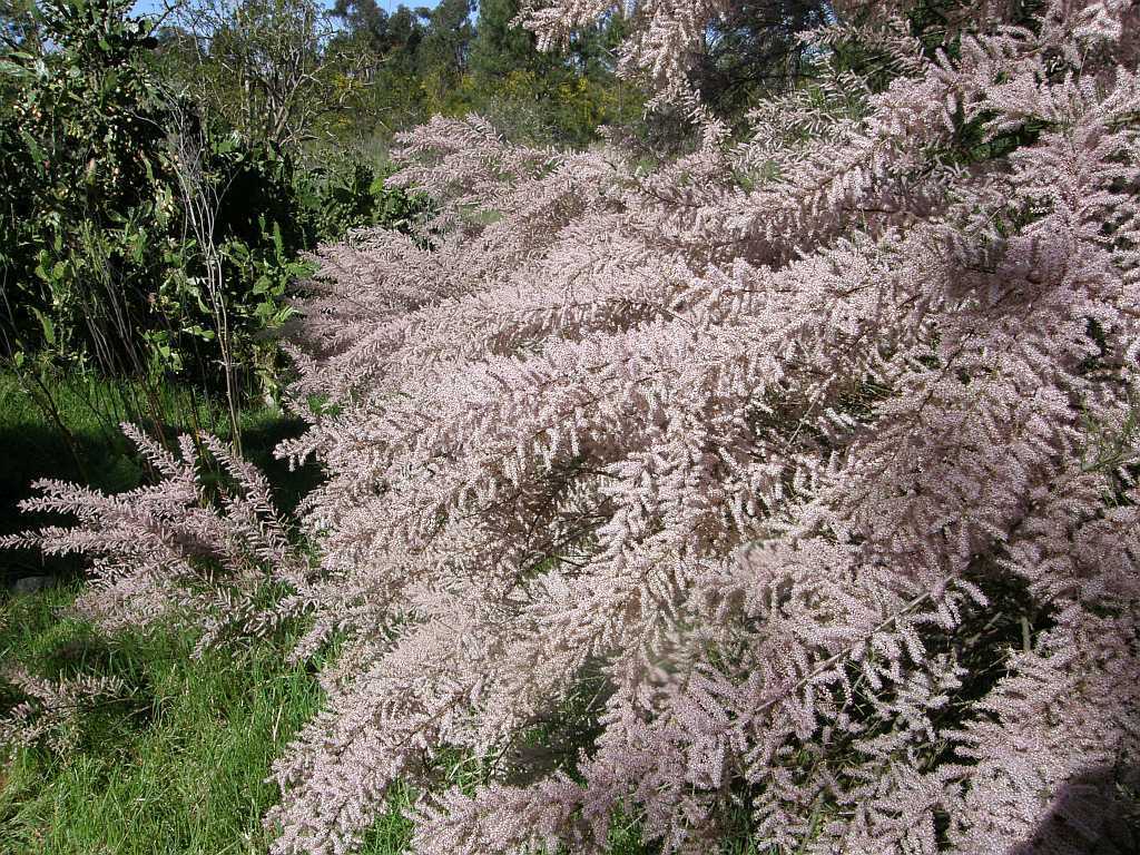 Tamarisks from Greyton, 7233, South Africa on October 1, 2012 at 09:46 ...