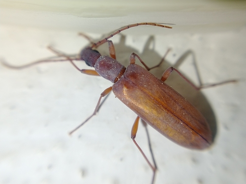 Genus Aryenis · iNaturalist