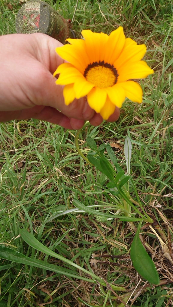 Garden Treasure Flower from Sandy Bay TAS 7005, Australia on November ...