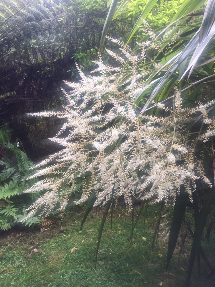 Forest Cabbage Tree from Abel Tasman National Park, Tasman, NZ on ...