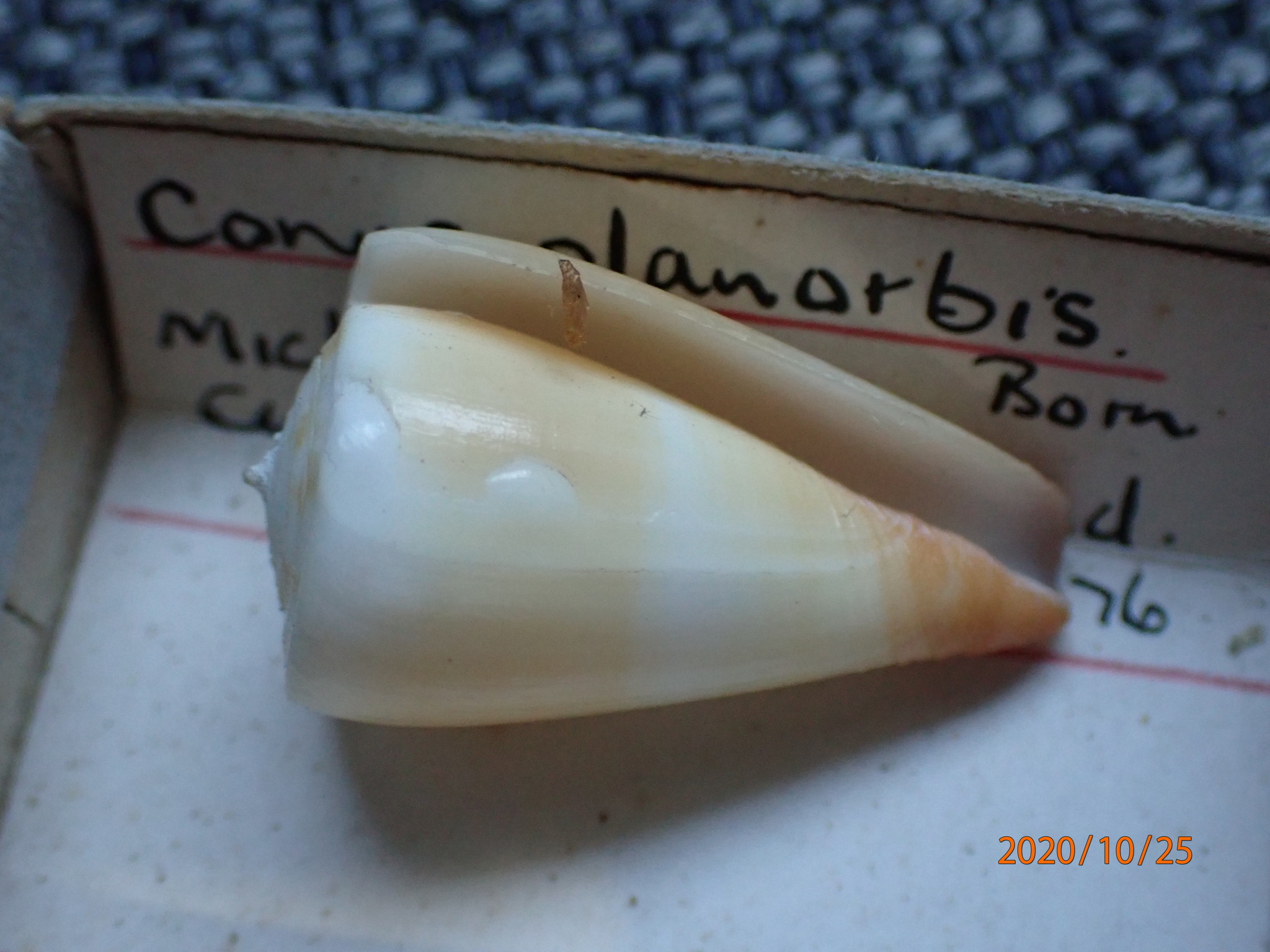 Conus emaciatus Reeve, 1849