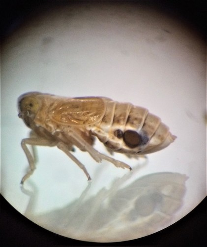 Stritvridvingar (Elenchidae)