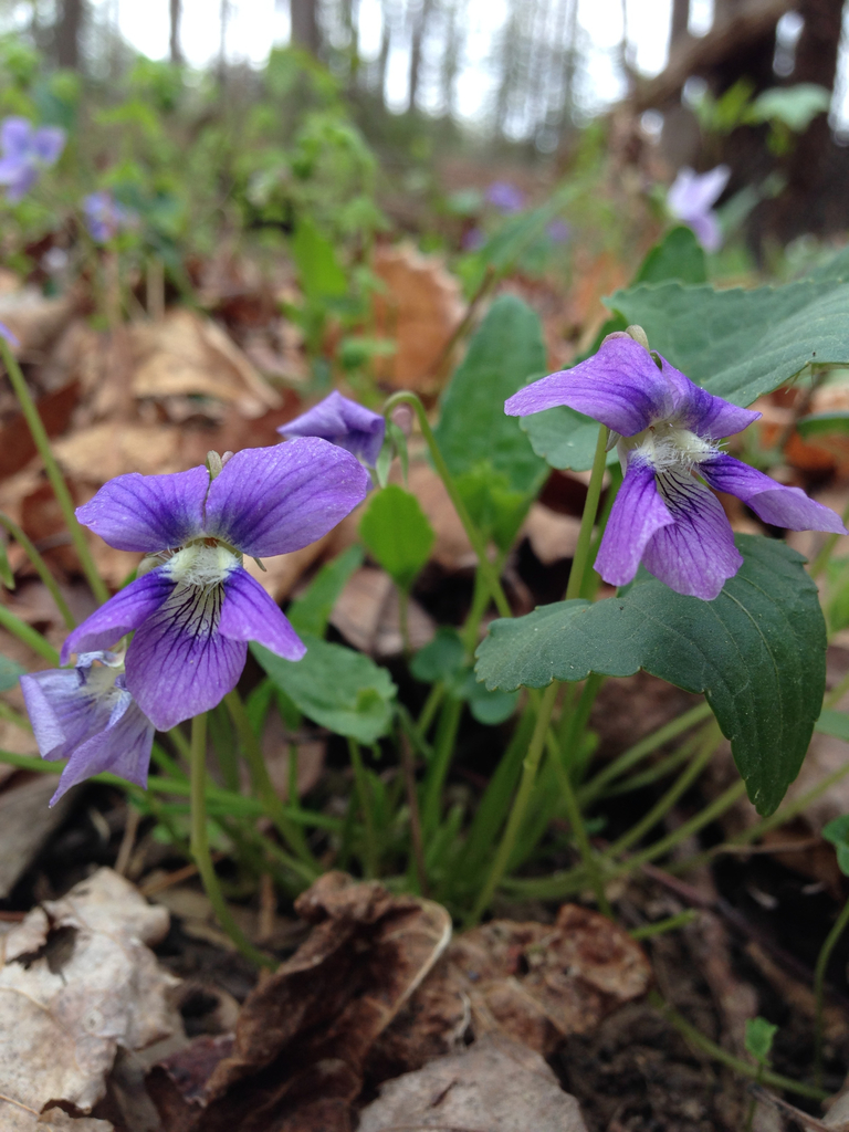 arrowleaf violet (Viola of the Chicago Region ) · BioDiversity4All