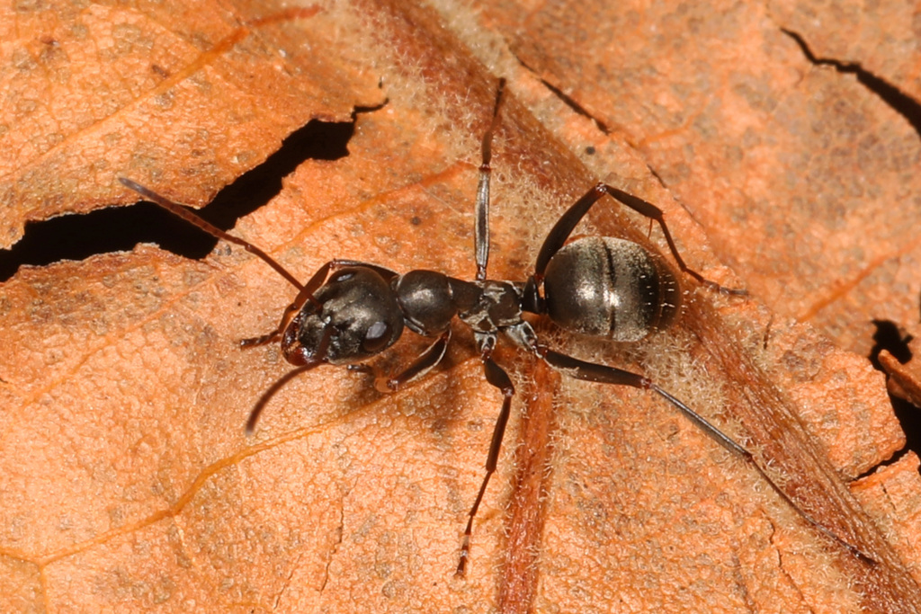 Silky Field Ant (Ants of Loudoun) · iNaturalist