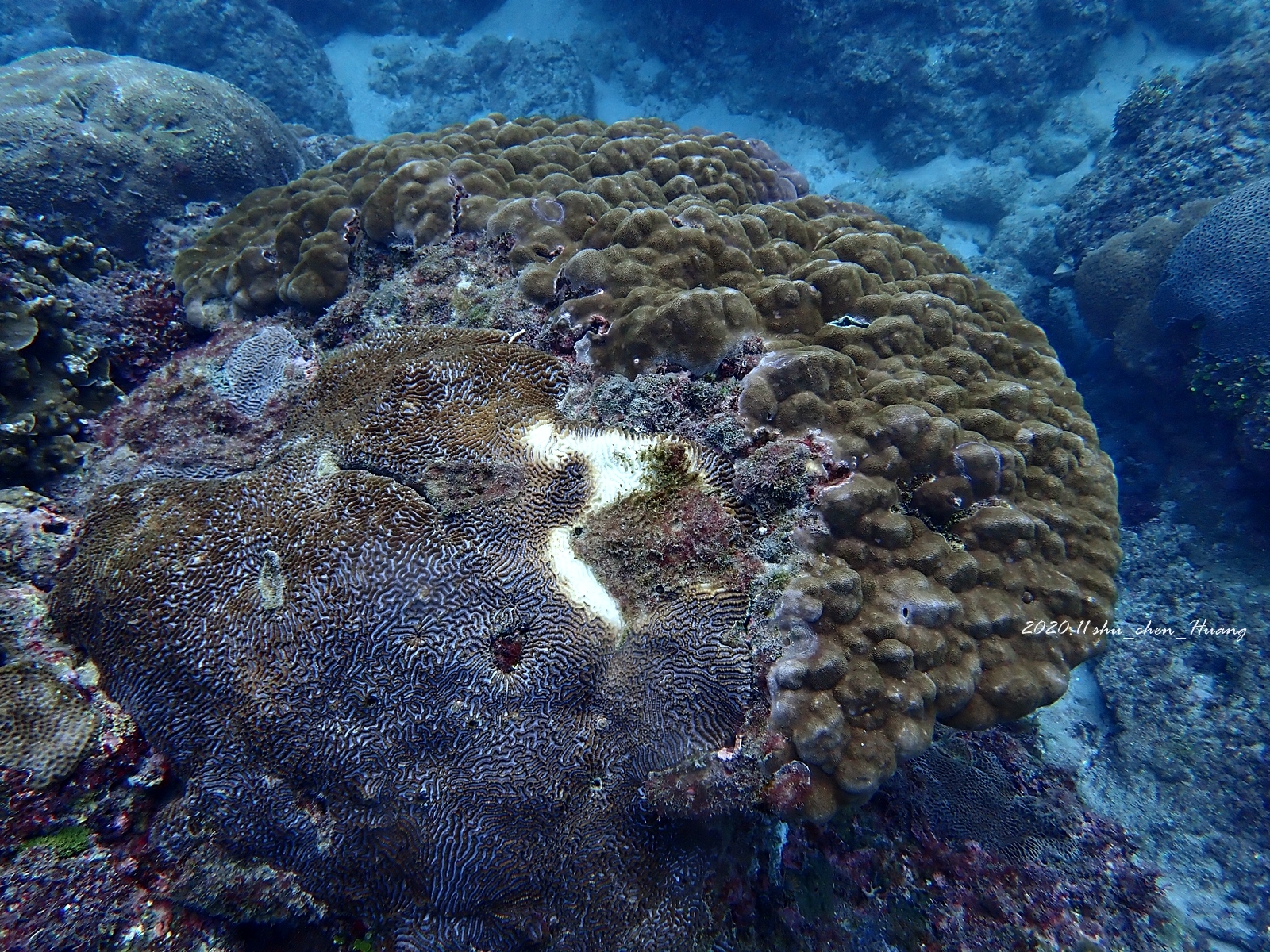 Platygyra daedalea (Ellis & Solander, 1786)