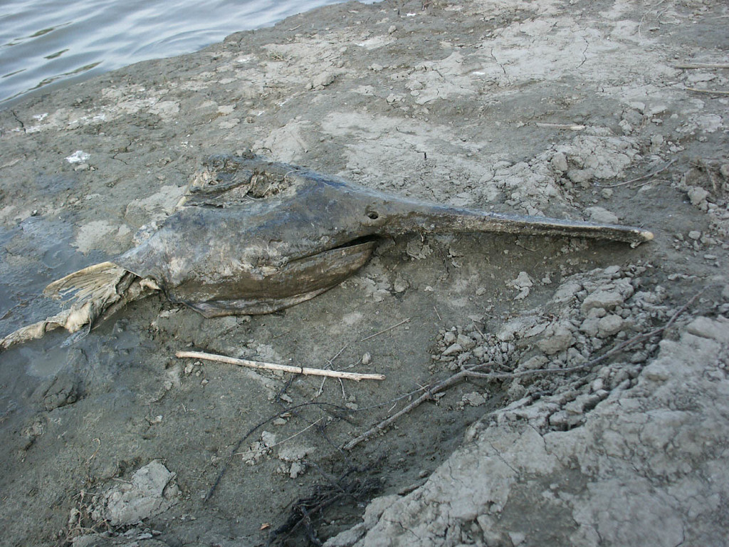 American Paddlefish from Chouteau County, MT, USA on June 20, 2004 at ...