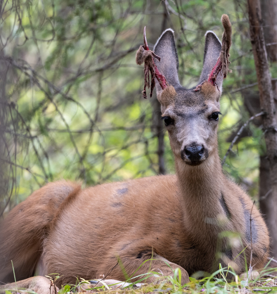 Rocky Mountain Mule Deer from Banff National Park, Improvement District ...