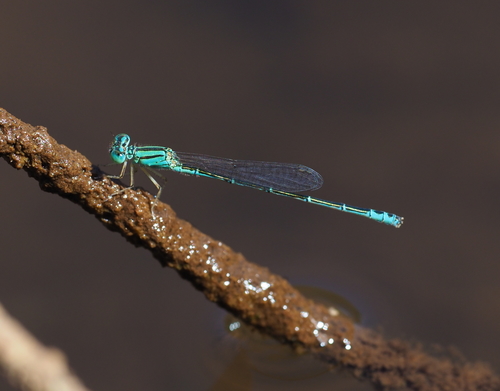 Pilbara Billabongfly (Austroagrion pindrina) · iNaturalist