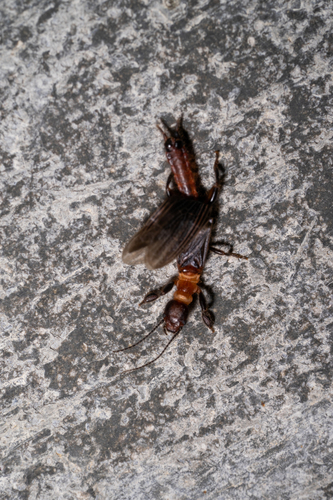 Embia savignyi · iNaturalist