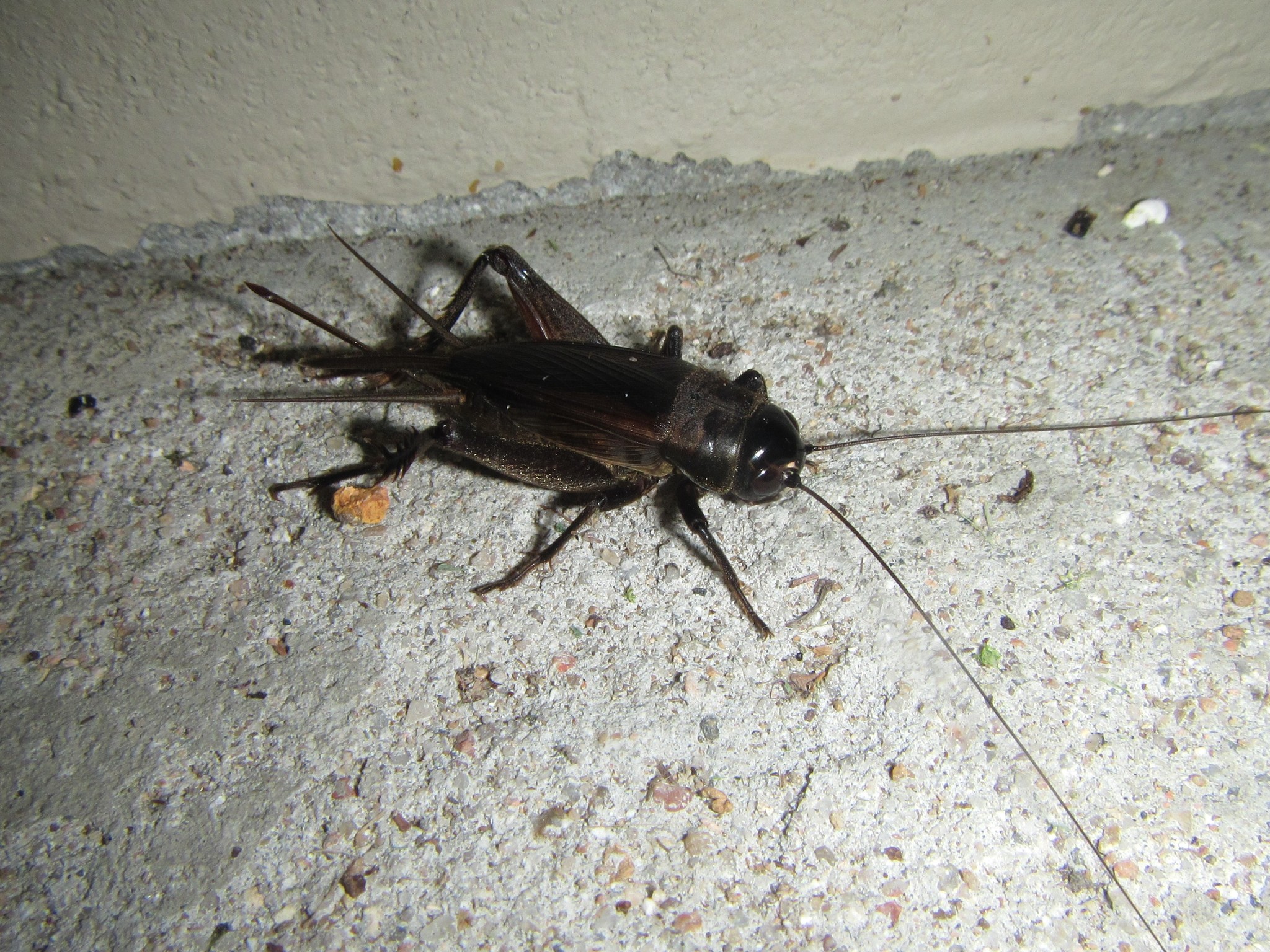 Teleogryllus oceanicus (Le Guillou, 1841)