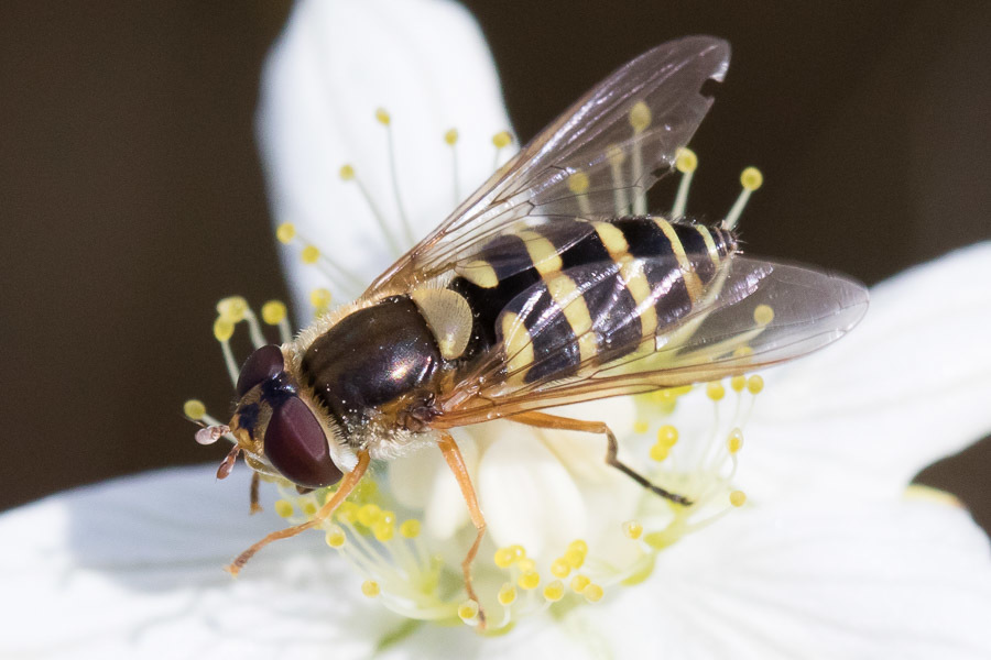 Common Flower Fly from Faro, YT, Canada on July 15, 2015 at 12:42 PM by ...