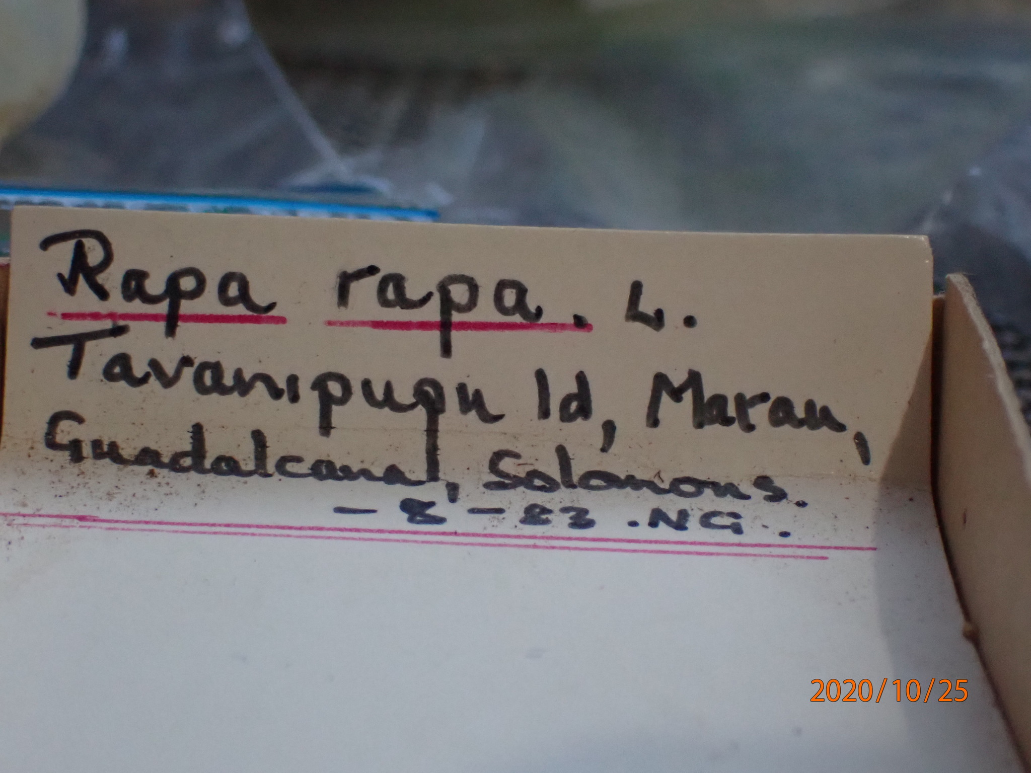 Rapa rapa (Linnaeus, 1758)