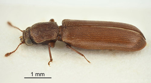 Lyctus brunneus · NaturaLista Colombia