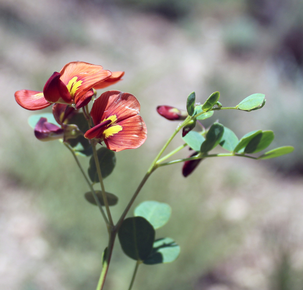 Blood-spotted Bladder Senna (Colutea orientalis) - Botanical Realm