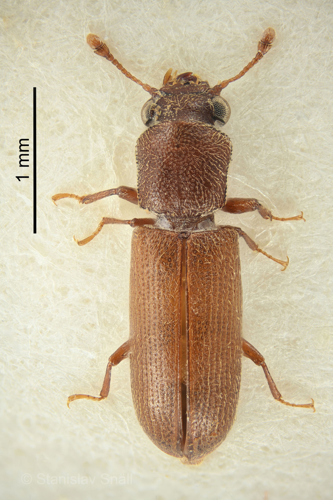 Lyctus africanus from Pemba, Moçambique on September 01, 1979 at 11:28 ...
