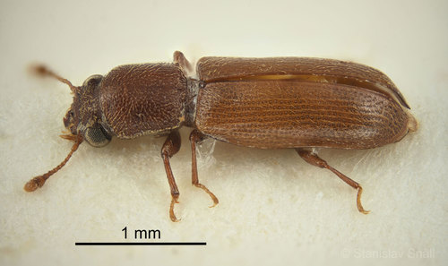 Lyctus africanus · iNaturalist Mexico